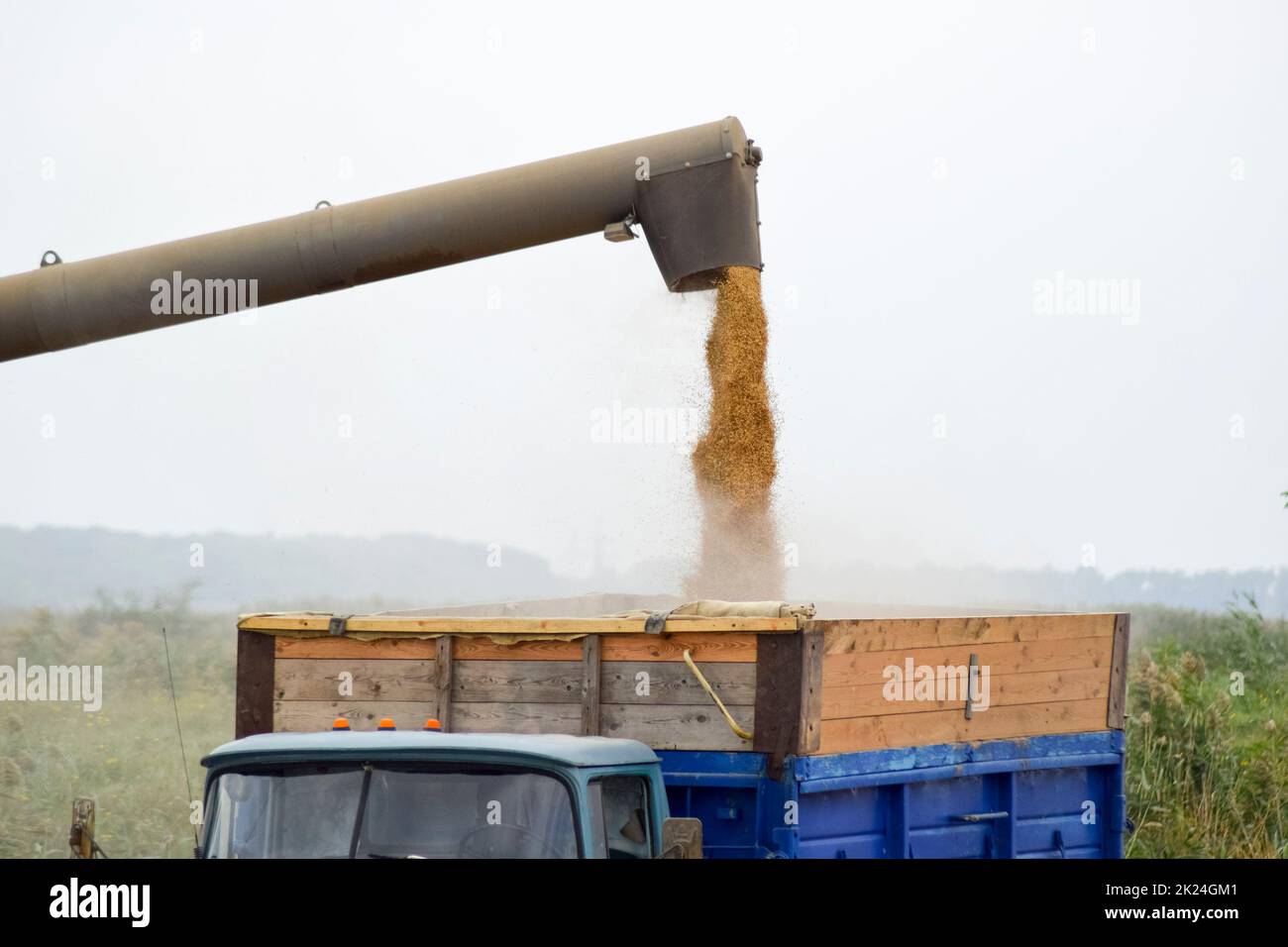 Unloading screw a combine harvester. Unloading grain from a combine ...