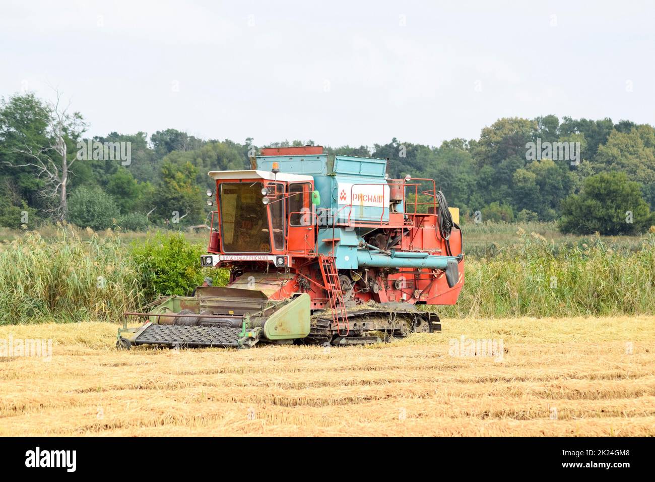 Russia, Poltavskaya village - September 27, 2017: Rice harvesting by ...