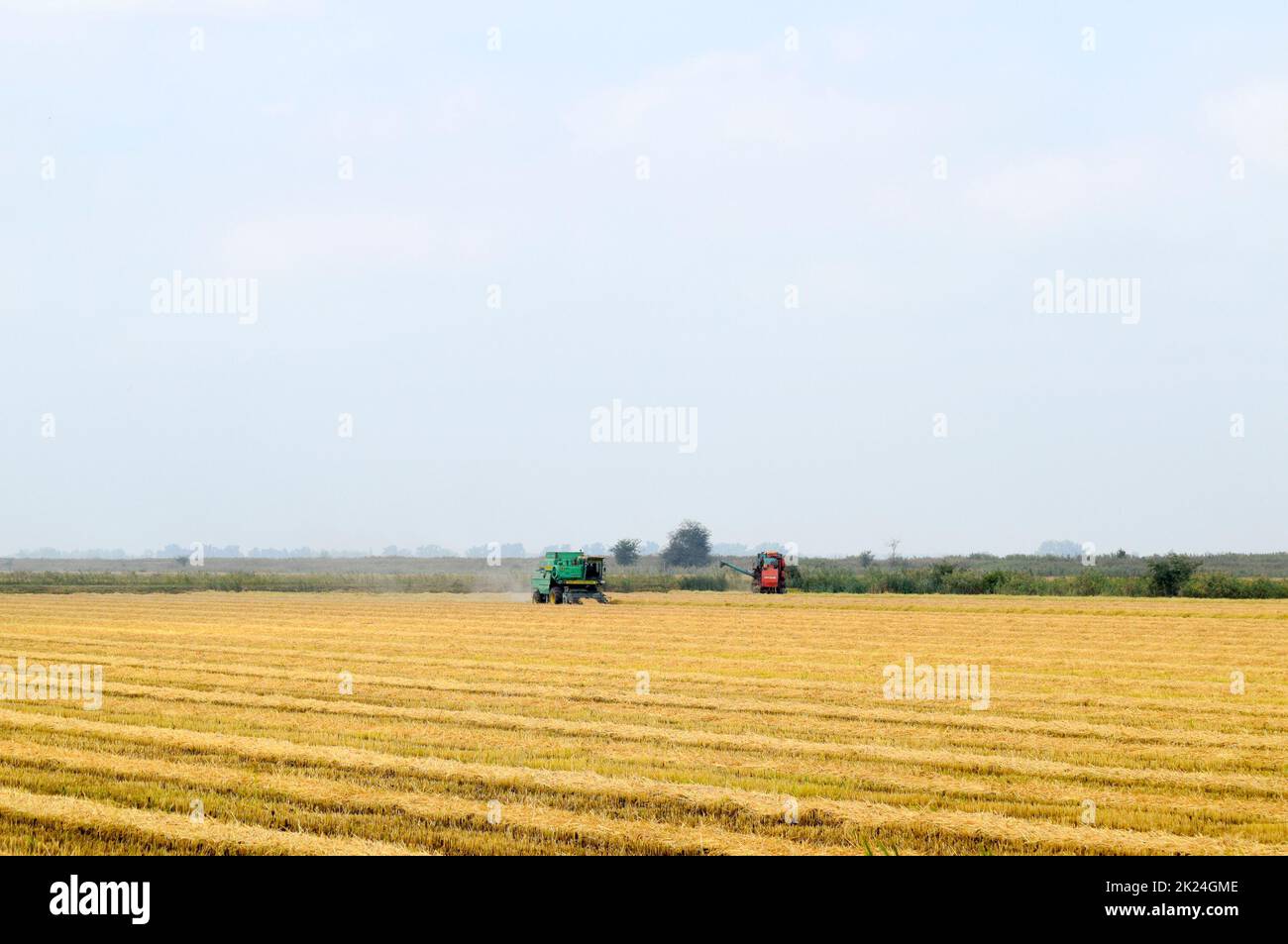 Russia, Poltavskaya village - September 27, 2017: Rice harvesting by ...