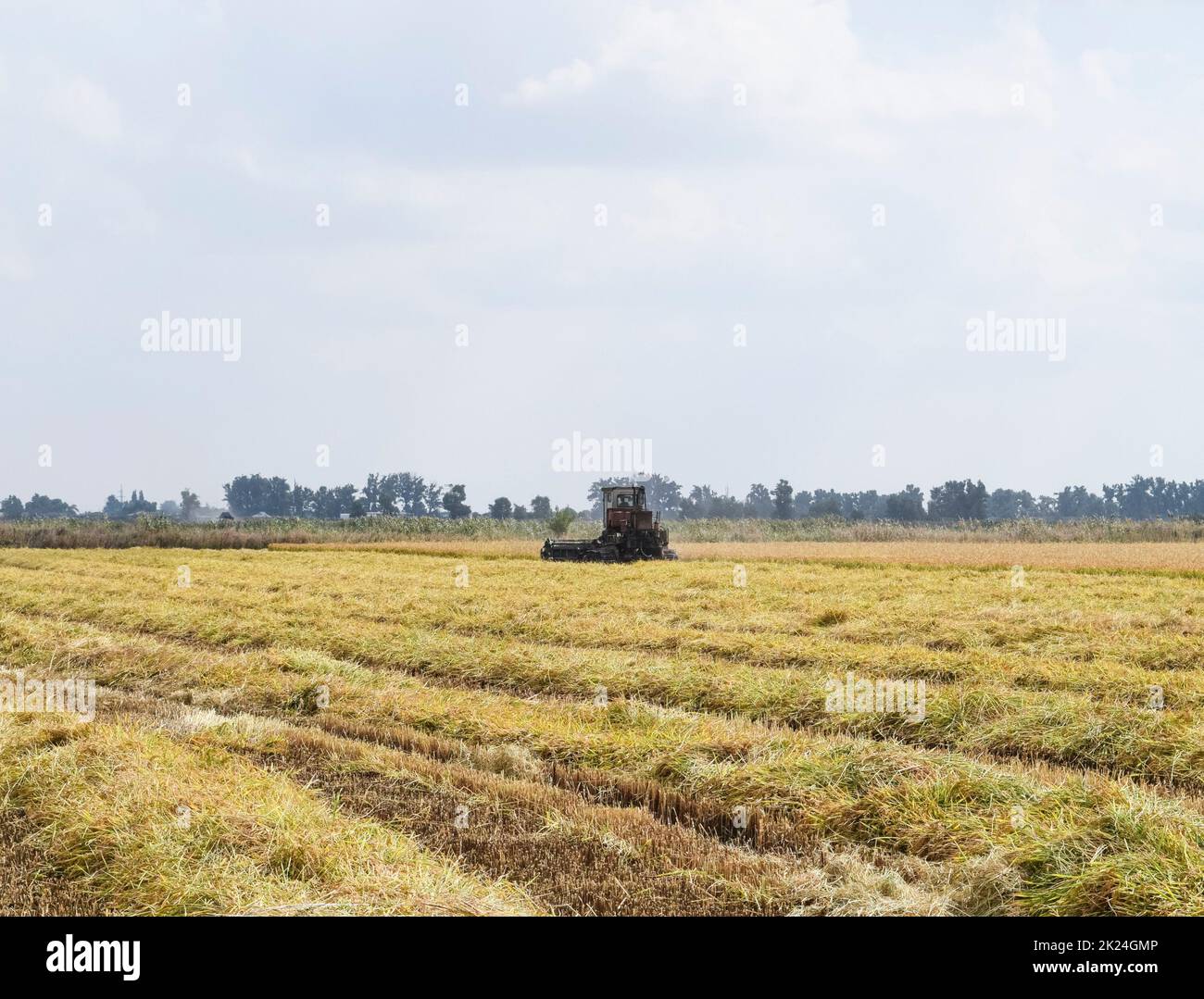 Rice harvesting by the combine. Autumn harvesting on fields Stock Photo ...