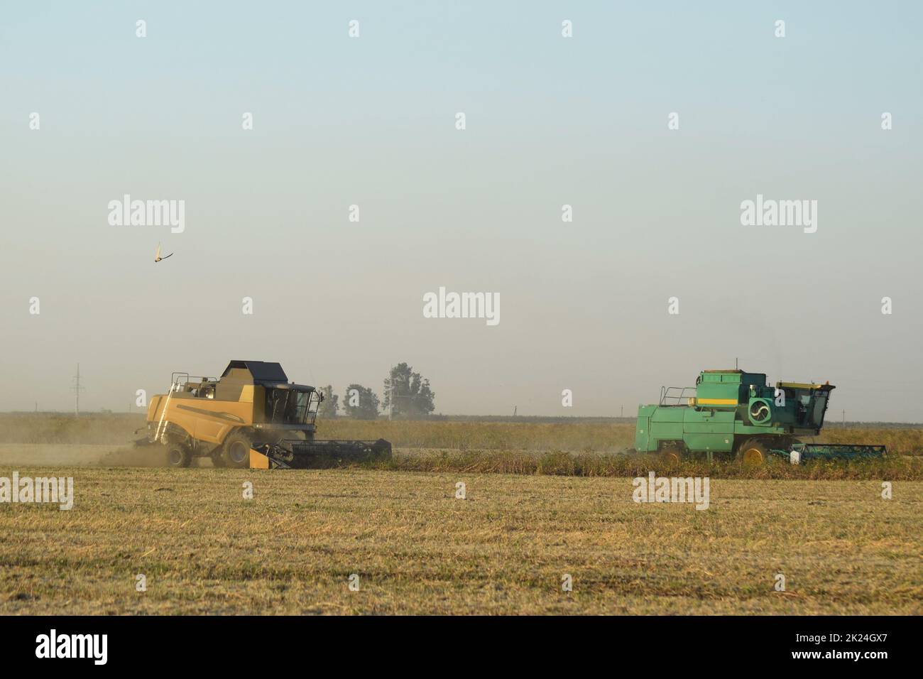 Soy harvesting by combines in the field. Agricultural machinery in ...