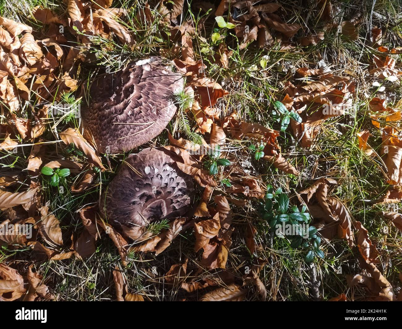 Hawk's wing mushroom hi-res stock photography and images - Alamy