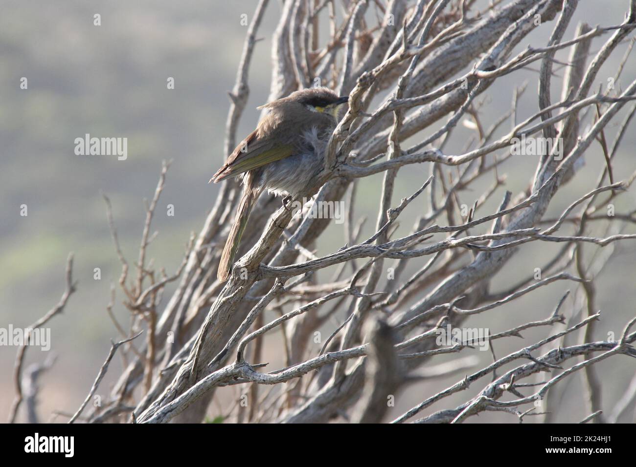 Oiseau australien hi-res stock photography and images - Alamy