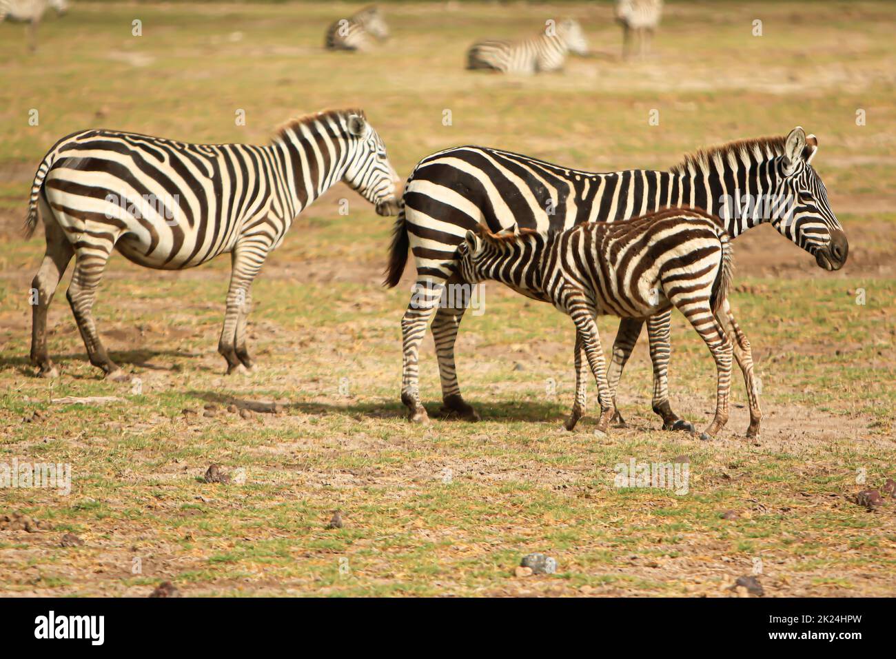 Breastfeeding of a baby zebra in Amboseli National Park, Kenya Stock ...