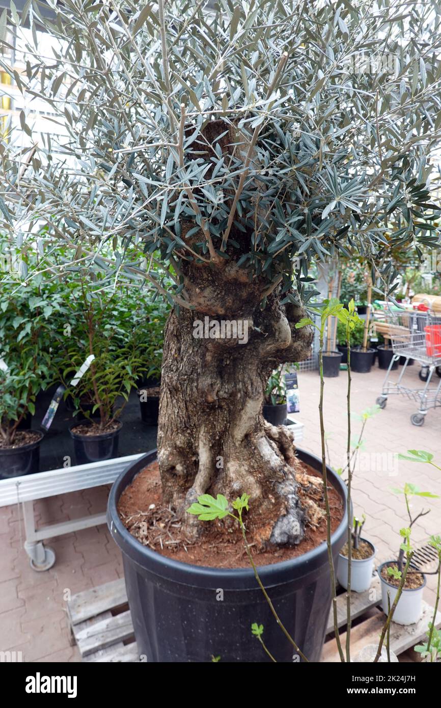 alter Olivenbaum (Olea europaea) oder Ölbaum, zurecht gestutzt zum ...