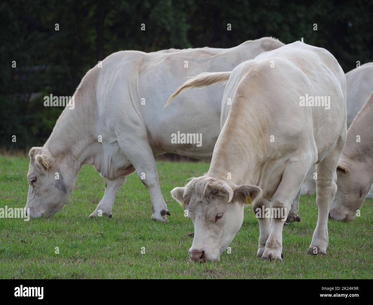 white cows in germany Stock Photo - Alamy