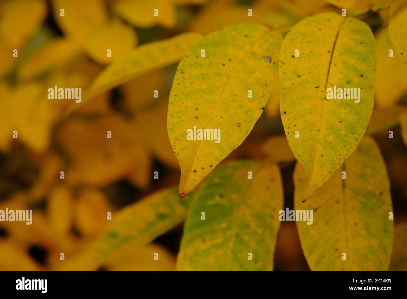 Autumn leaves on the sun. Fall blurred background. Yellow leaves Stock ...