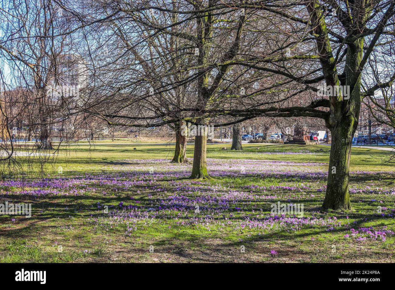 Lots of purple crocus growing outside. View at magic blooming spring ...