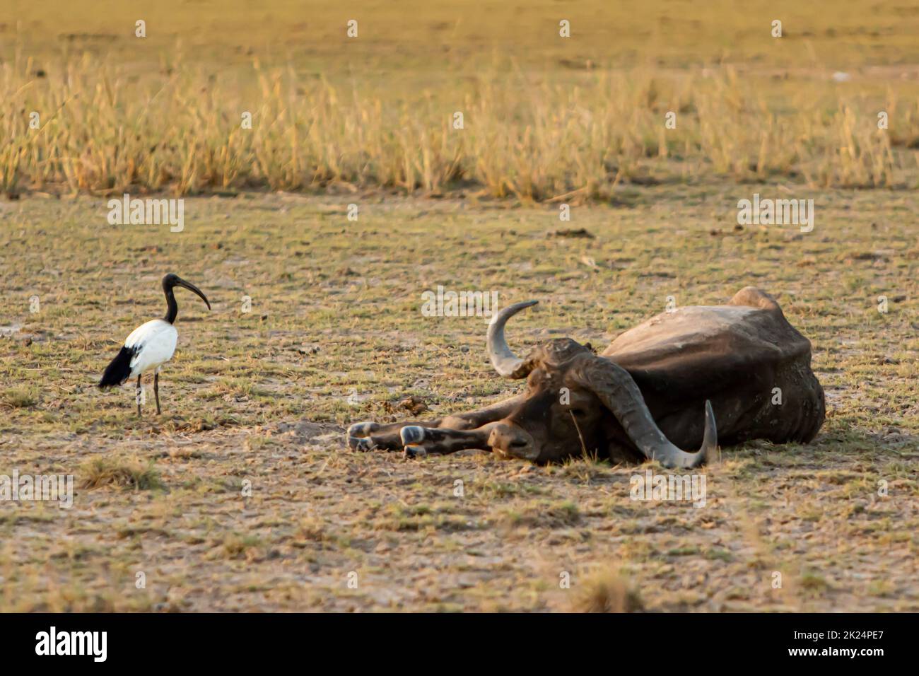 A bird and a buffalo in Amboseli National Park, Kenya Stock Photo - Alamy
