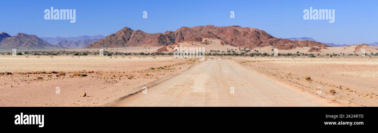 Landscape with a herd of springbok in the Namib Desert, Namibia, Africa ...