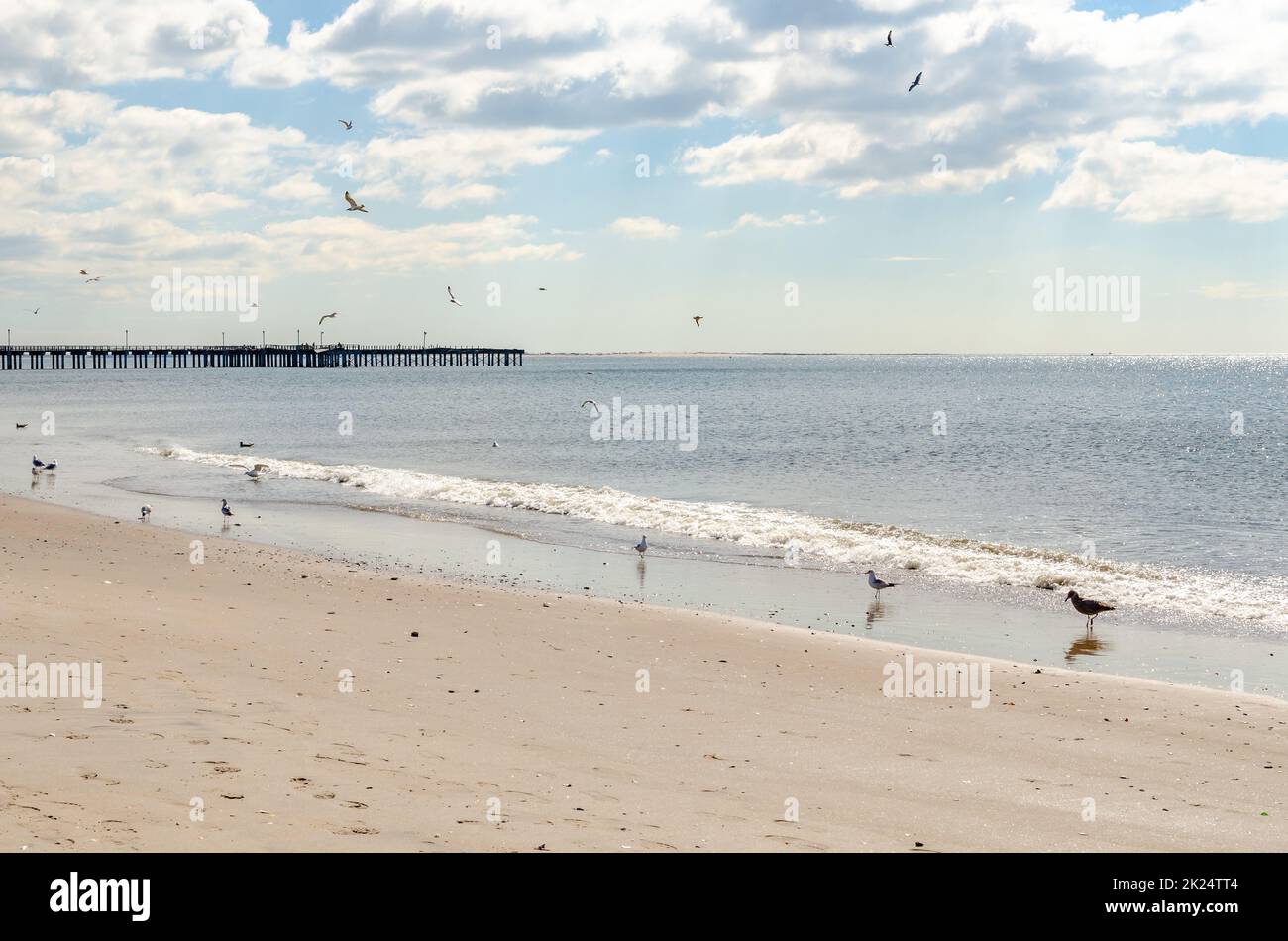 Coney Island Beach with seagulls, Pat Auletta Steeplechase Pier in the ...