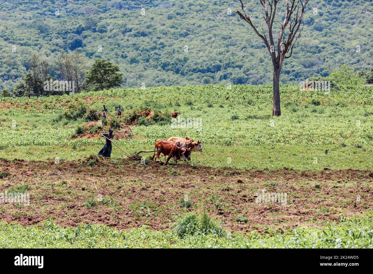Southern Nations, Ethiopia - May 10, 2019: Unknown poor Ethiopian ...