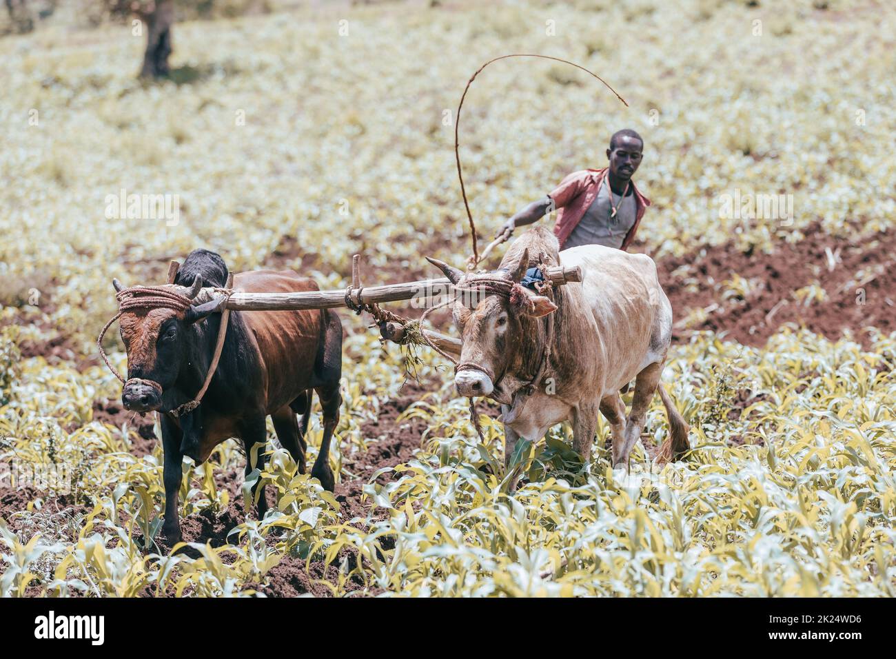 Southern Nations Region, Ethiopia - May 10, 2019: Unknown poor ...