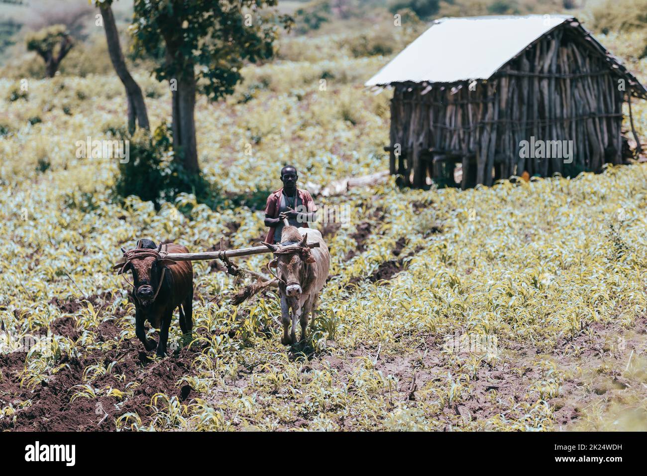Southern Nations Region, Ethiopia - May 10, 2019: Unknown poor ...