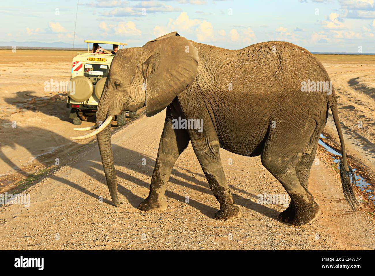Masai mara zebra road hi-res stock photography and images - Alamy