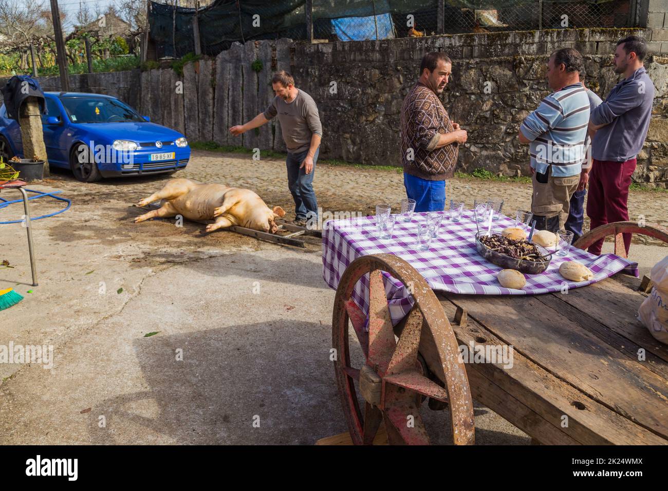 PAREDES DE COURA, PORTUGAL - MARCH 07, 2022: Butcher killed pig for old ...