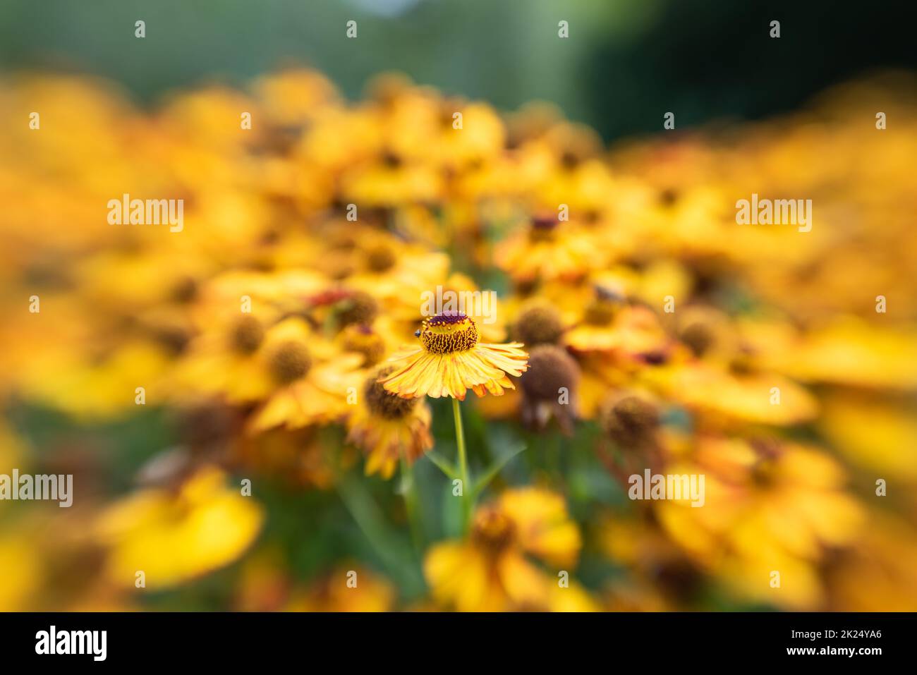 Soft focus Helenium flowers Stock Photo - Alamy