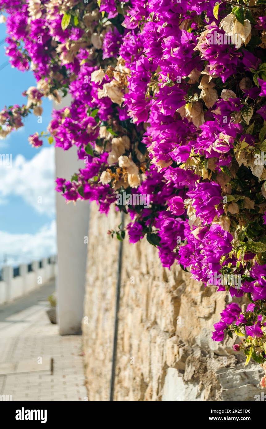 Detail of pink Bougainvillea flowers in the Mediterranean coast of ...