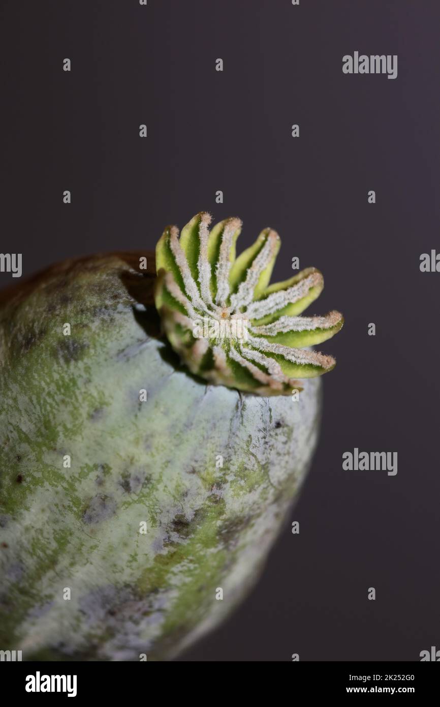 Opium fruit papaver somniferum family papavaraceae close up botanical ...