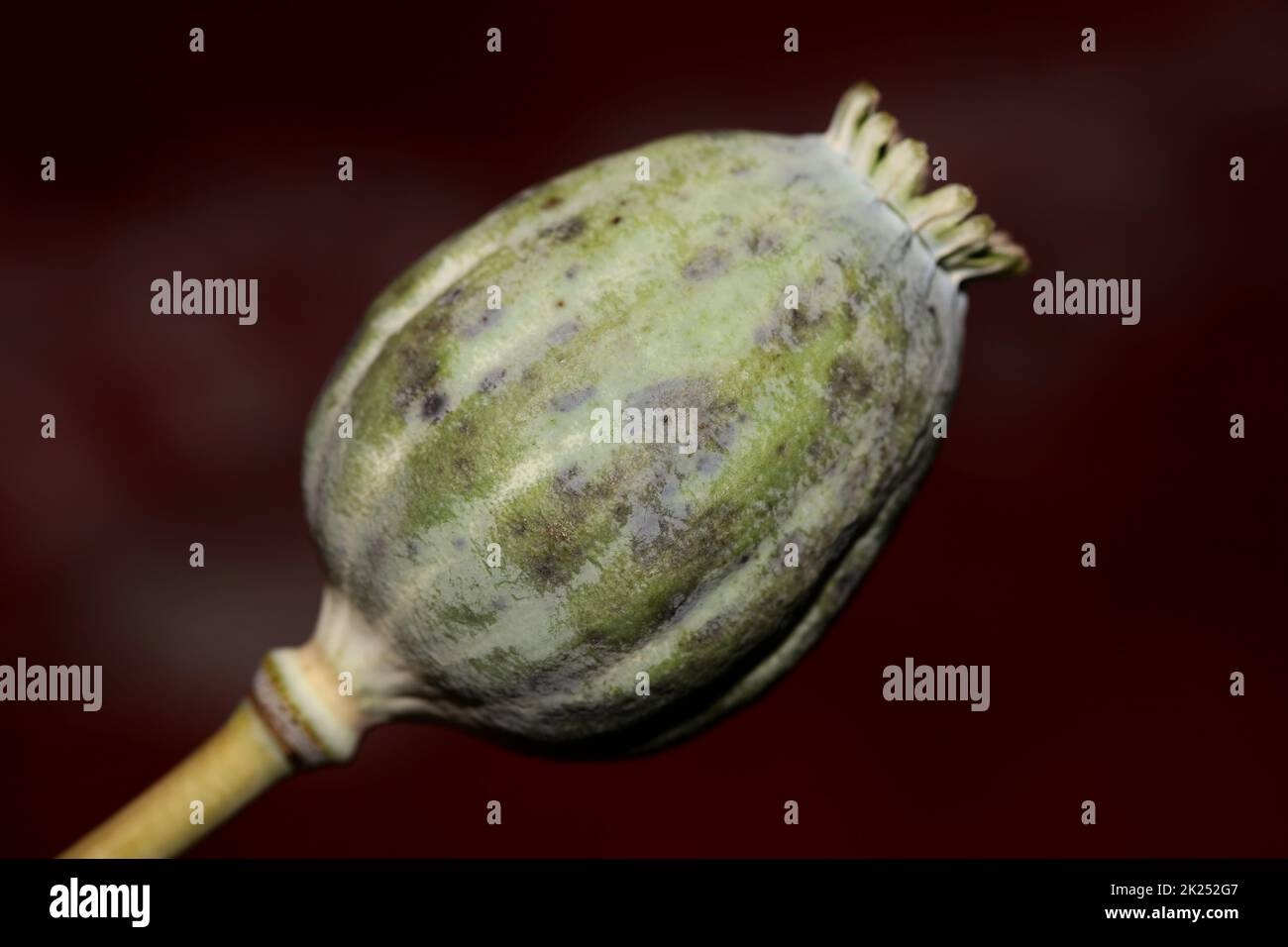 Opium fruit papaver somniferum family papavaraceae close up botanical ...