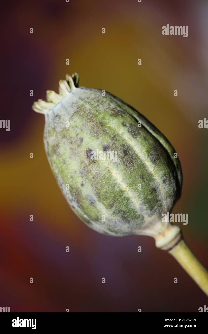 Opium fruit papaver somniferum family papavaraceae close up botanical ...
