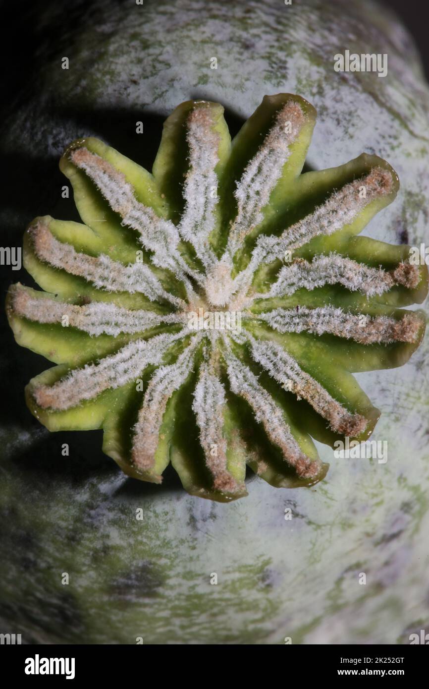 Opium fruit papaver somniferum family papavaraceae close up botanical ...