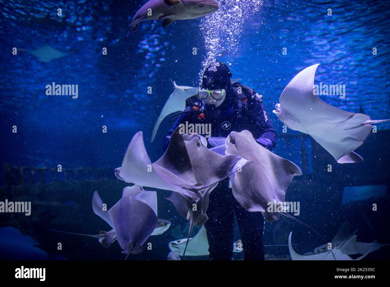 Antalia, Turkey - December 30, 2021: A scuba diver feeds catfish at an ...