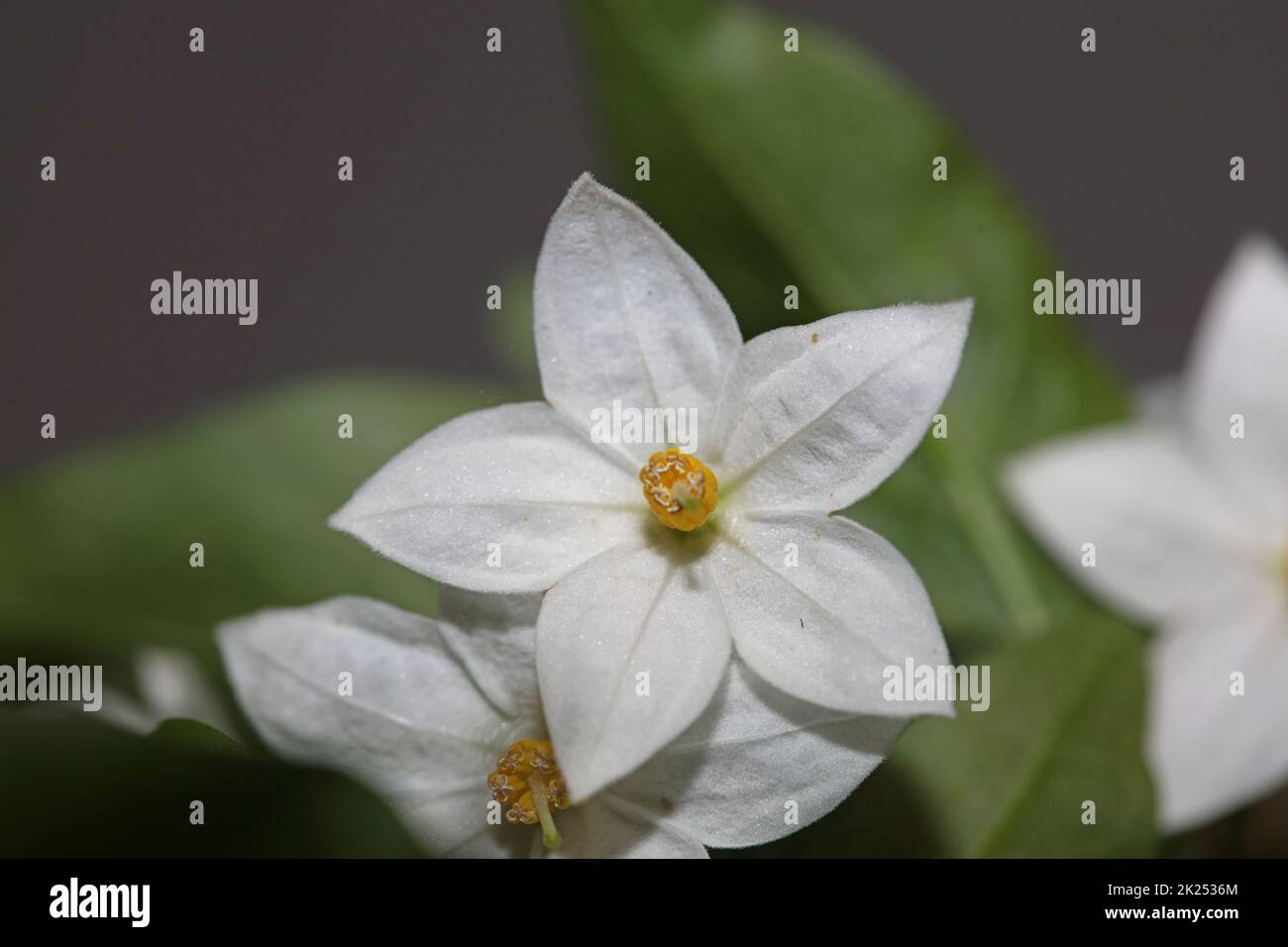 White summer flower blossom close up solanum laxum family solanaceae ...