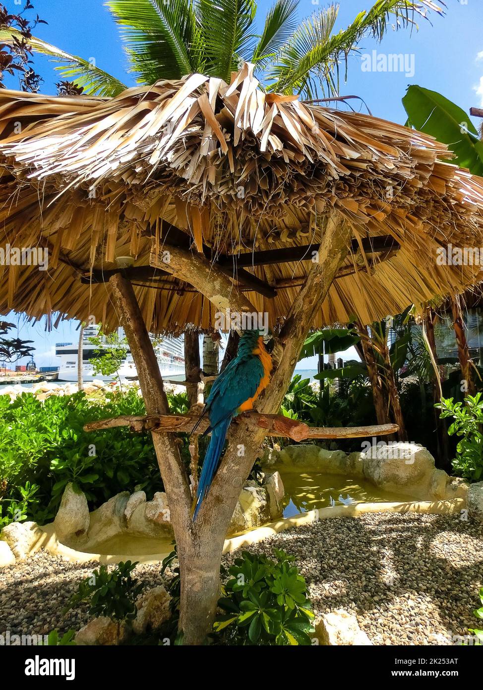 Dominican parrot hi-res stock photography and images - Alamy