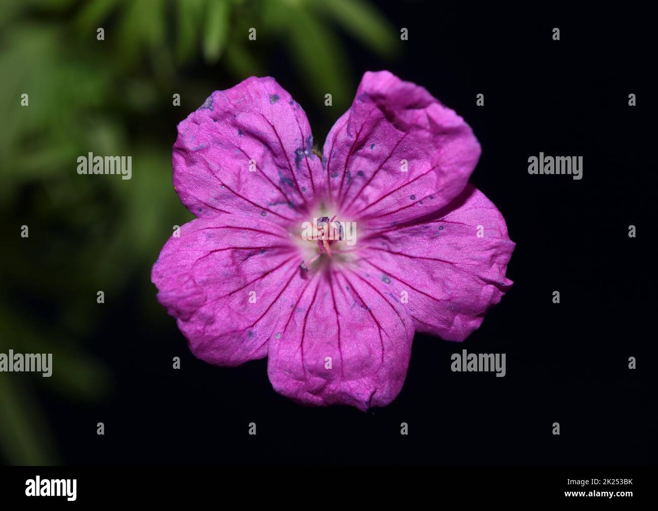 Purple flower blossoming close up botanical background Geranium ...