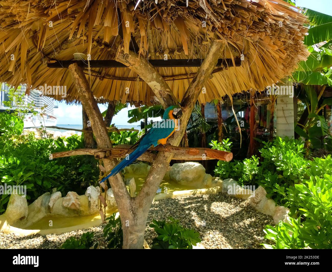 Parrot dominican republic caribbean hi-res stock photography and images ...