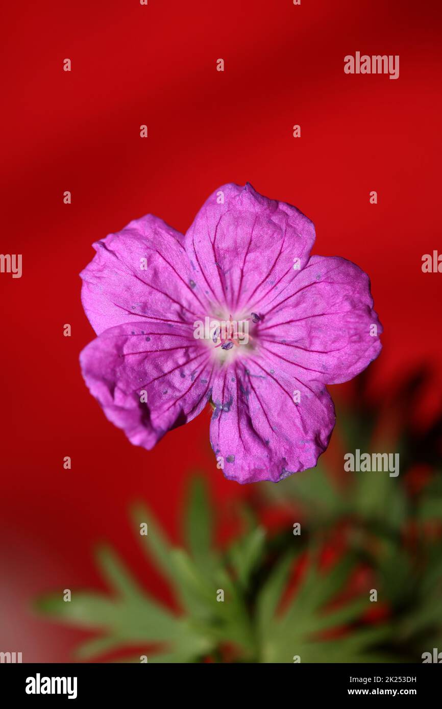 Purple flower blossoming close up botanical background Geranium ...