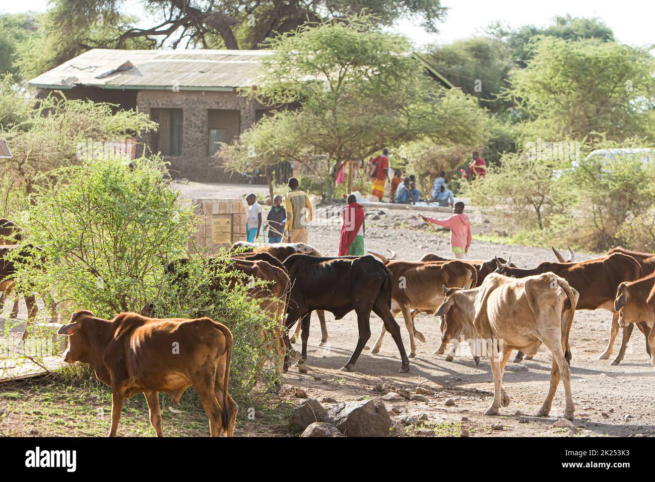 Kenya, countryside - October 28, 2017: local shepherds of cows in the ...