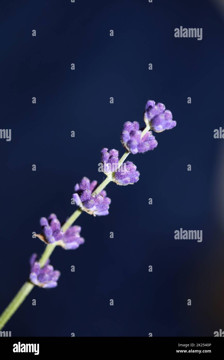 Flower blossom close up lavandula latifolia family lamiaceae botanical ...
