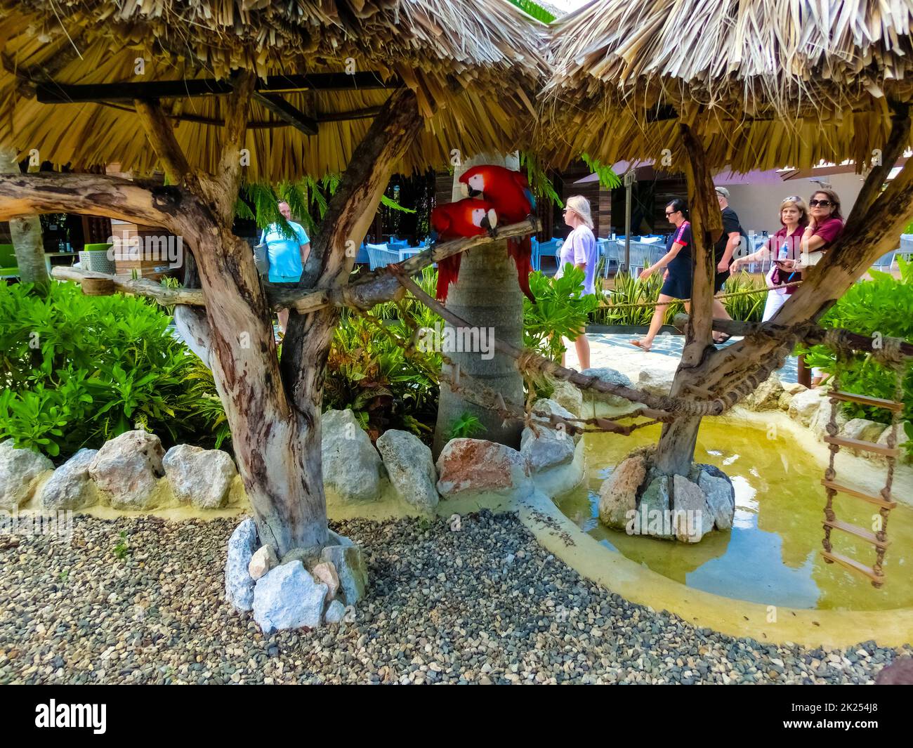 Puerto Plata, DR - January 10, 2022: Colorful parrot close-up on a ...