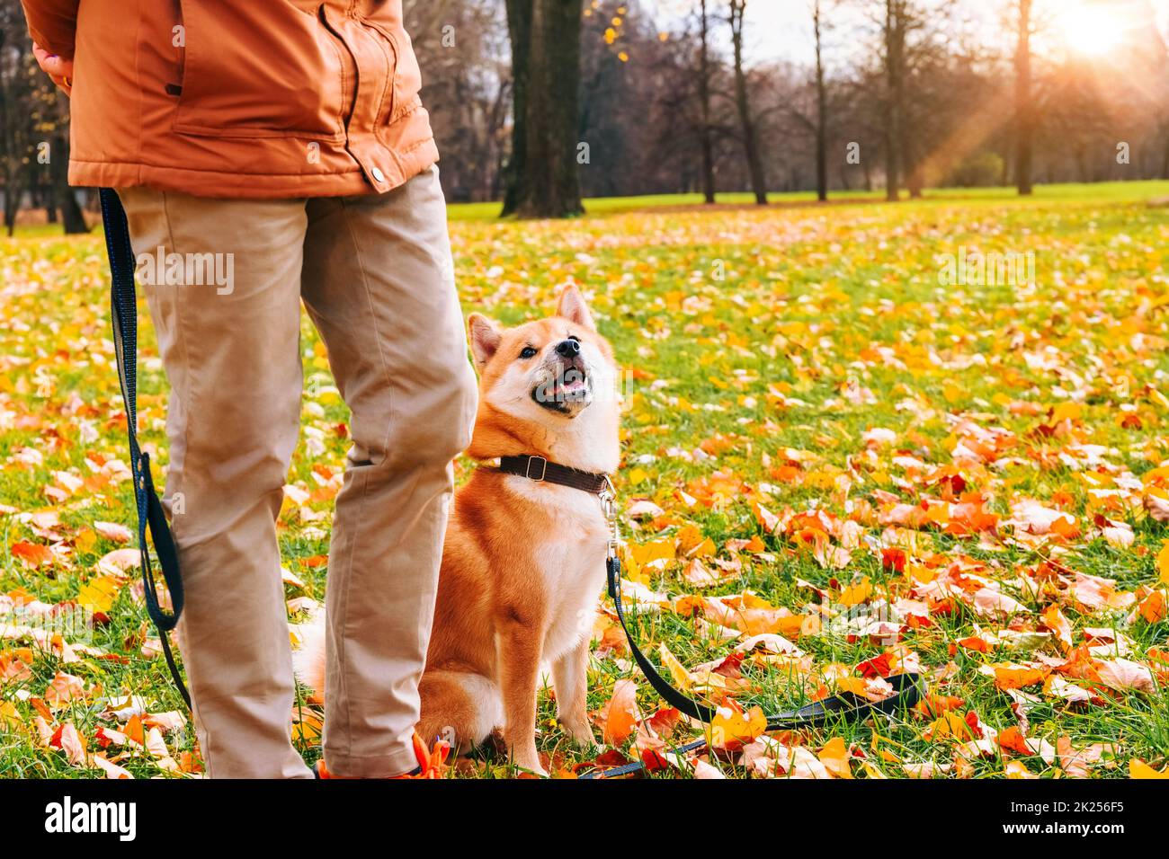 Man walking with happy akita inu dog in the park. Sincere friendship ...