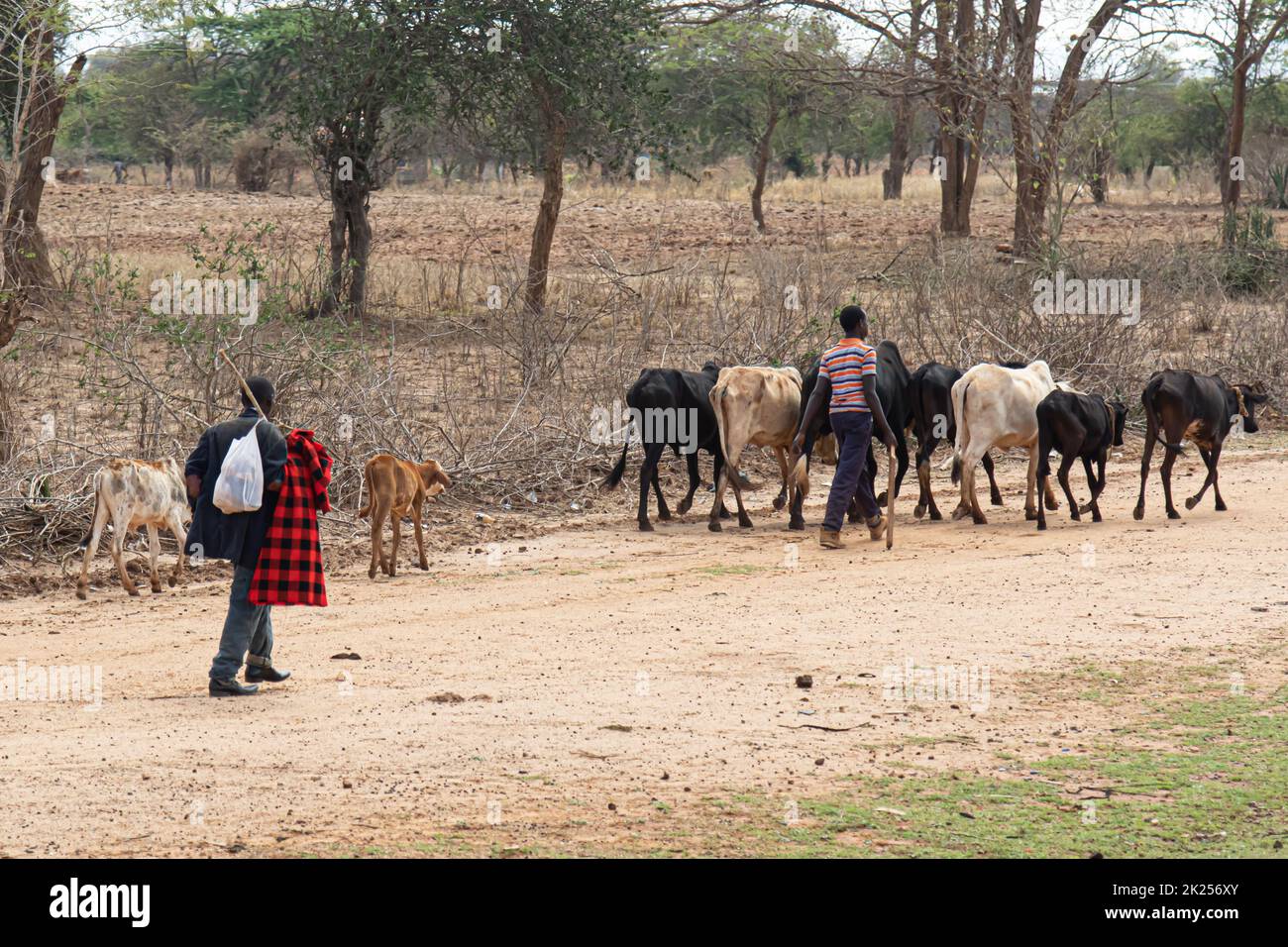 Kenya, countryside - October 28, 2017: local shepherds of cows in the ...