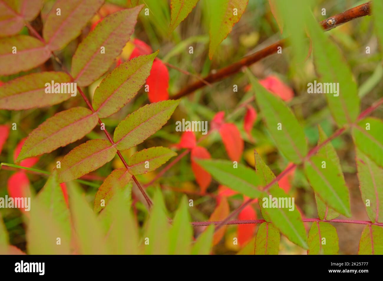 colorfull red and green leaves on tree in autumn time Stock Photo - Alamy