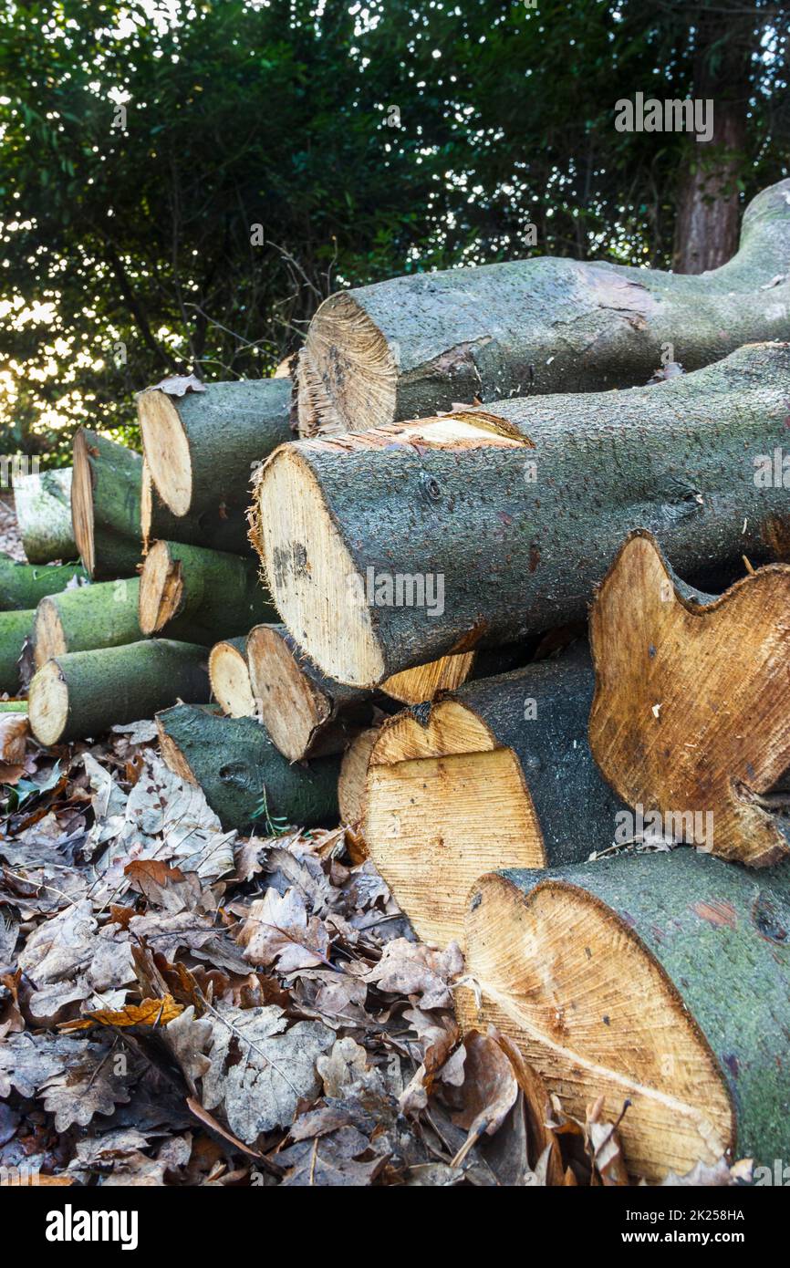 A pile of chopped beech logs in a frosty winter woodland Stock Photo ...
