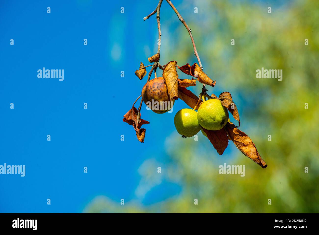 Manzana amarilla fruta hi-res stock photography and images - Alamy