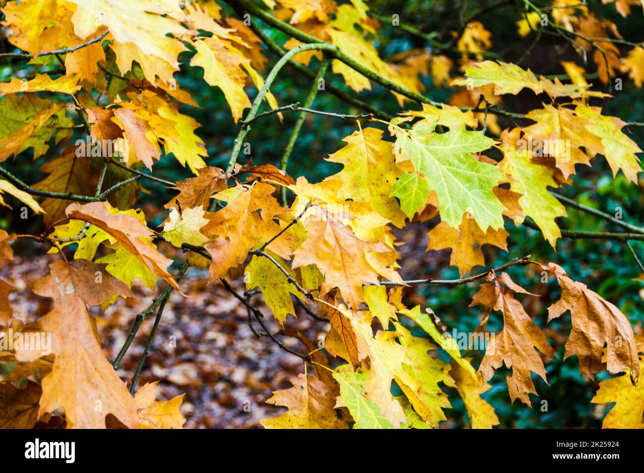 Sycamore leaves changing colour in the autumn Stock Photo - Alamy