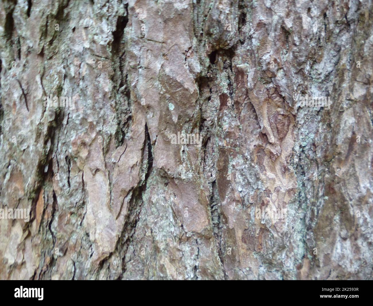 Killynether woods hi-res stock photography and images - Alamy