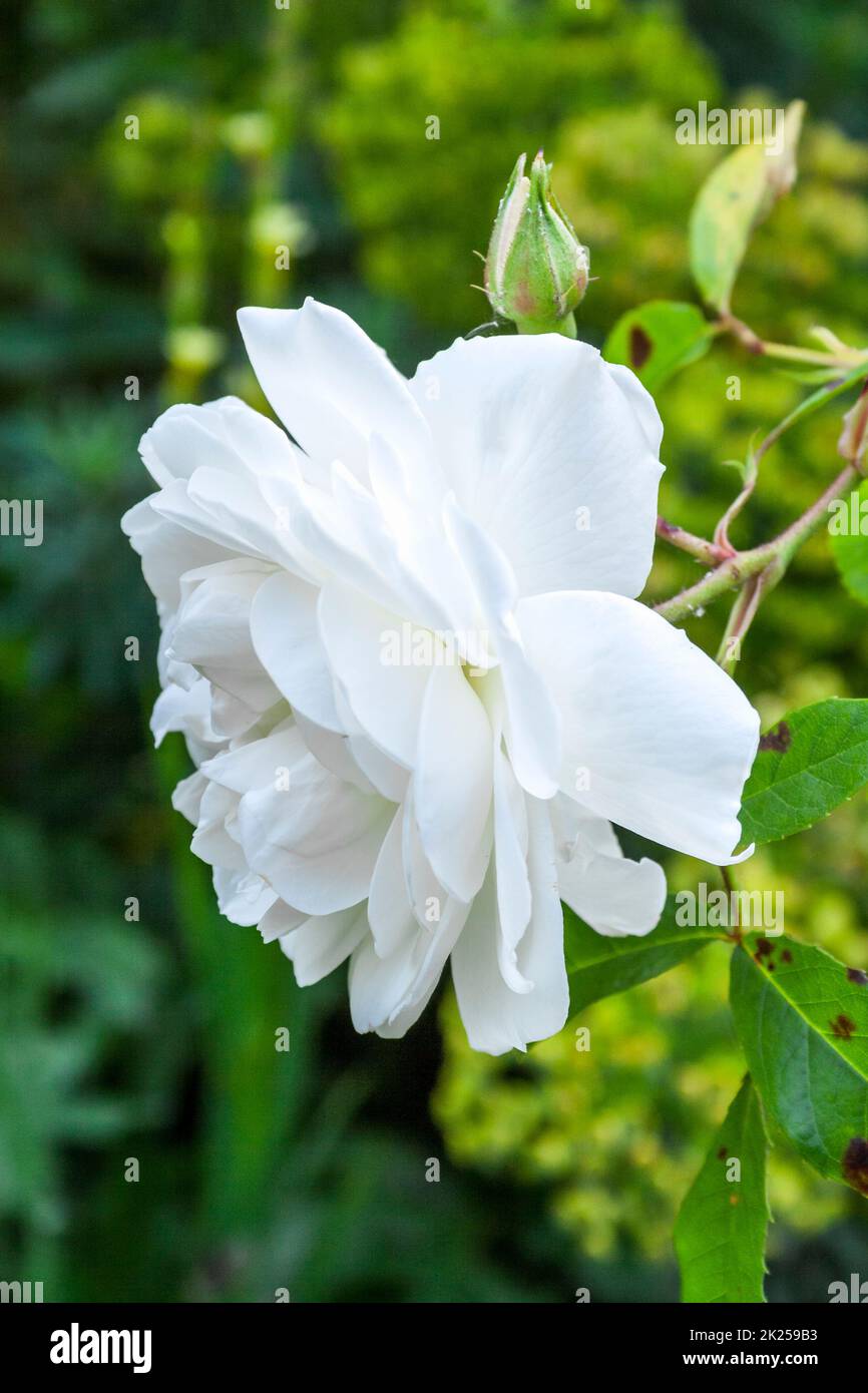 A white wild rose in a local park, London, UK Stock Photo - Alamy
