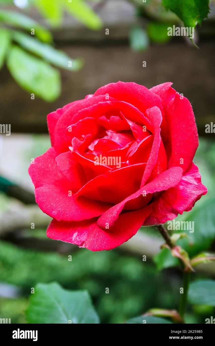 A red rose in a local park, London, UK Stock Photo - Alamy