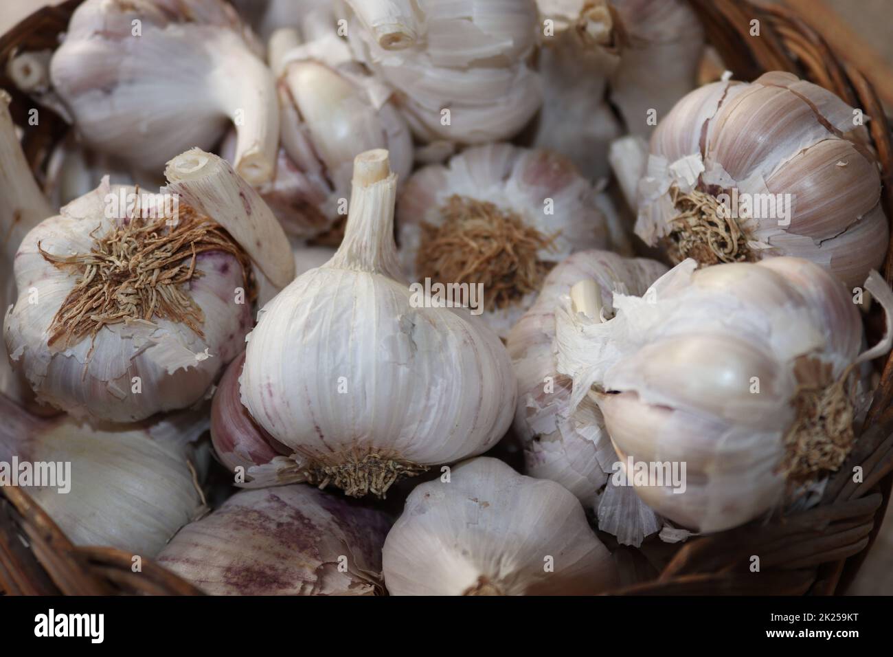 The full vector collection full vector collection vector set hi-res ...