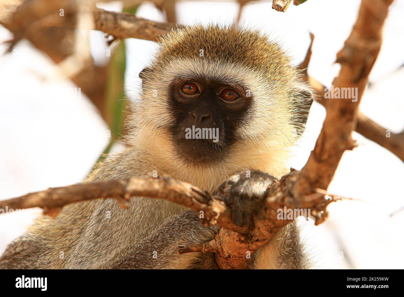 Close-up of a monkey in the bush photographed during a touristic safari ...
