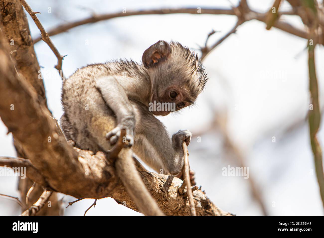 Monkey in the bush photographed during a touristic safari in the ...