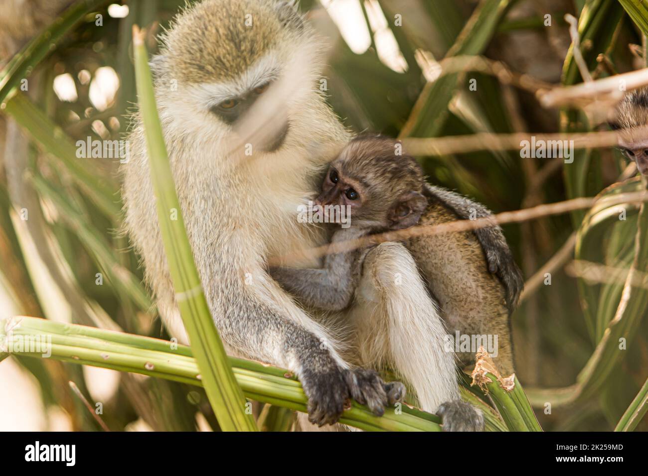 Monkey in the bush photographed during a touristic safari in the ...