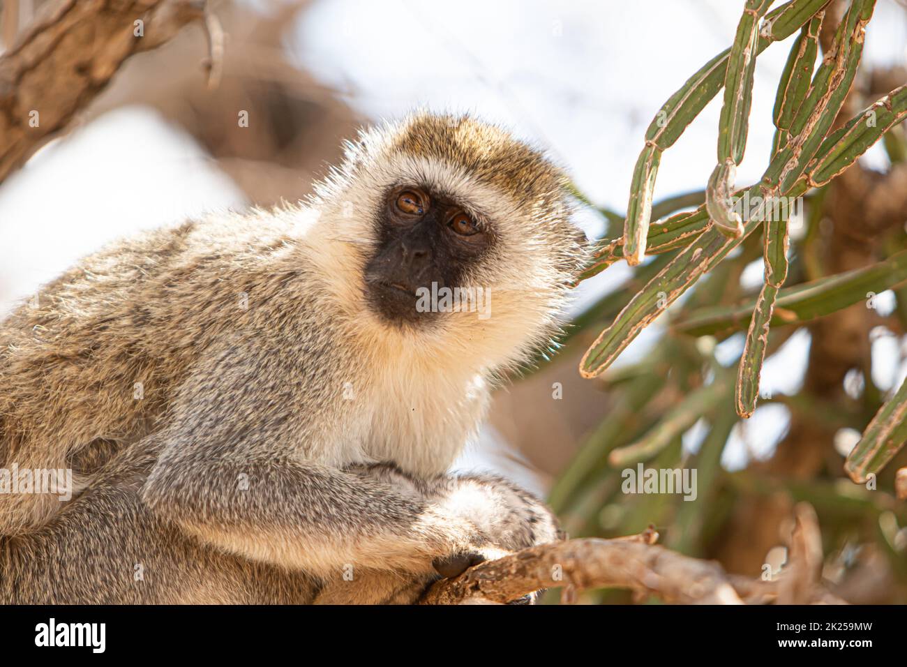 Monkey in the bush photographed during a touristic safari in the ...