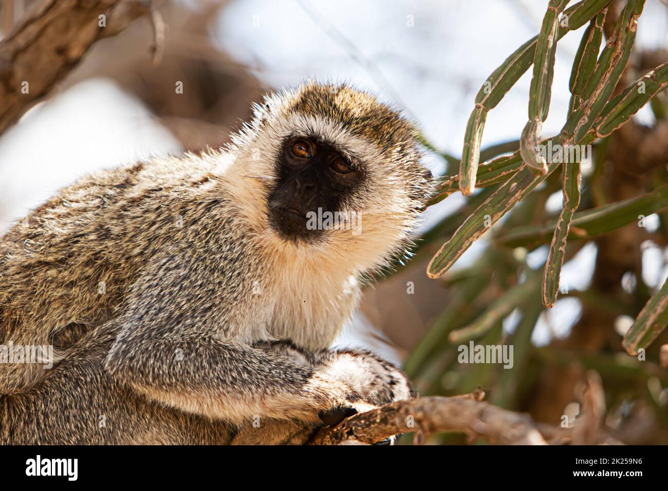 Monkey in the bush photographed during a touristic safari in the ...